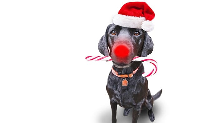 Sales process so slow, vendors told to list now for Christmas move