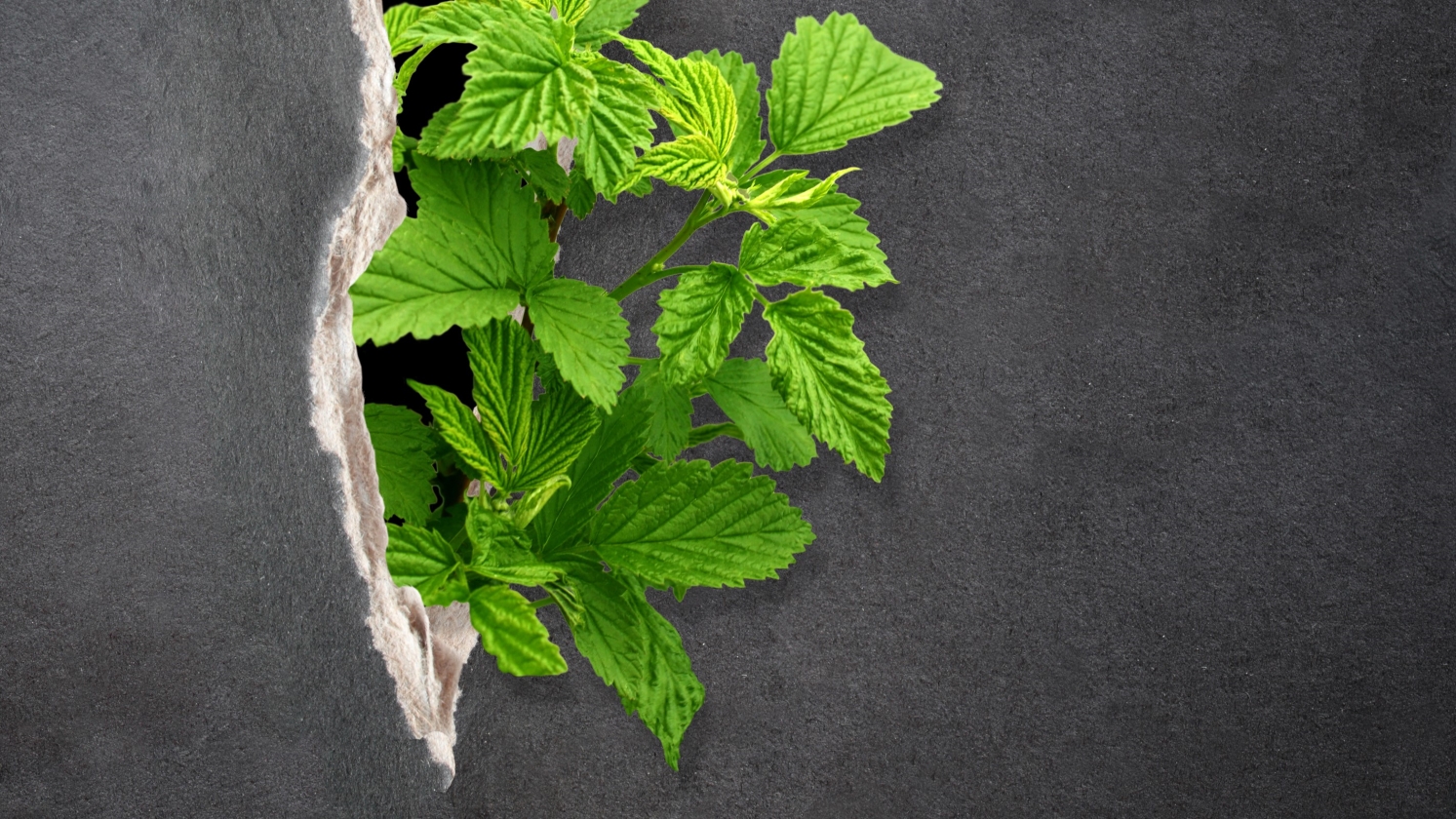 Revealed! The harmless plants being mistaken for Japanese knotweed